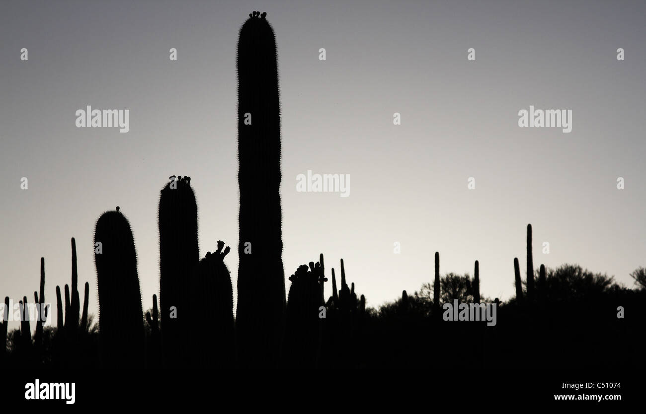landscape of cactus in shadow in arizona Stock Photo - Alamy