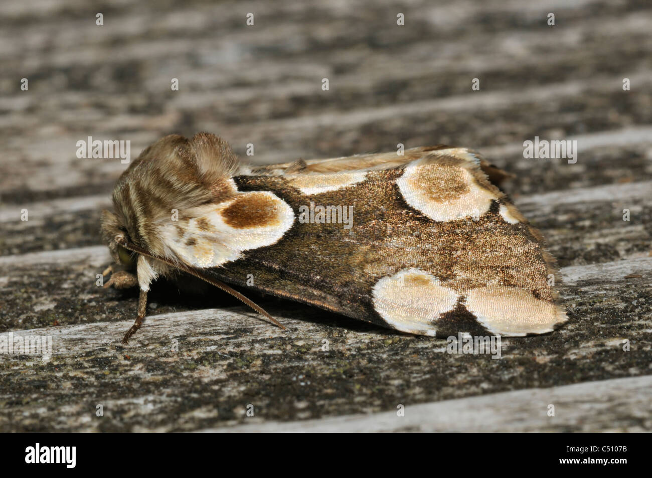 Peach Blossom Moth - Thyatrira batis Stock Photo - Alamy