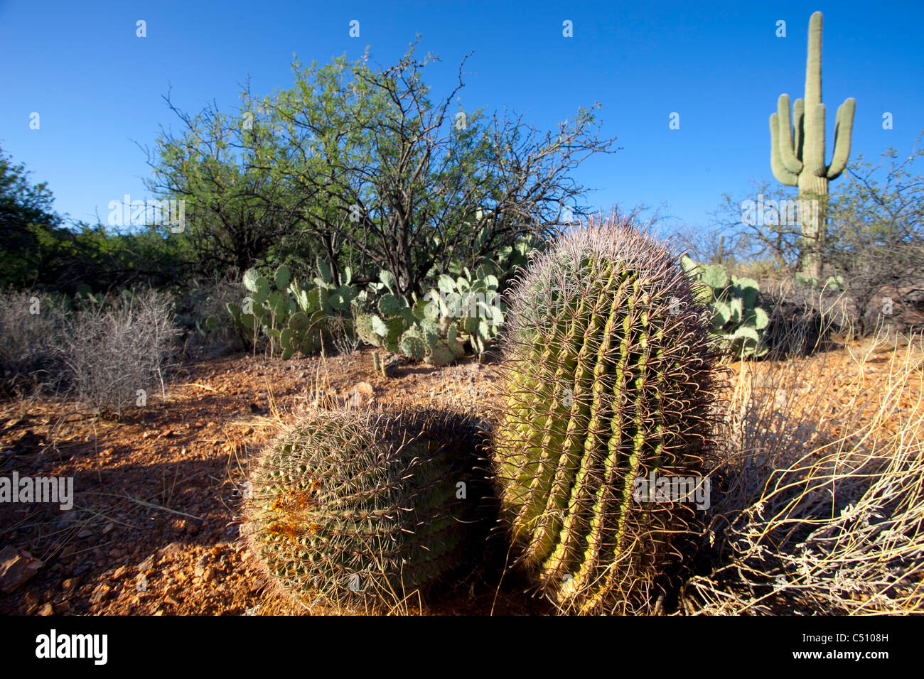 cactus' in arizona Stock Photo - Alamy