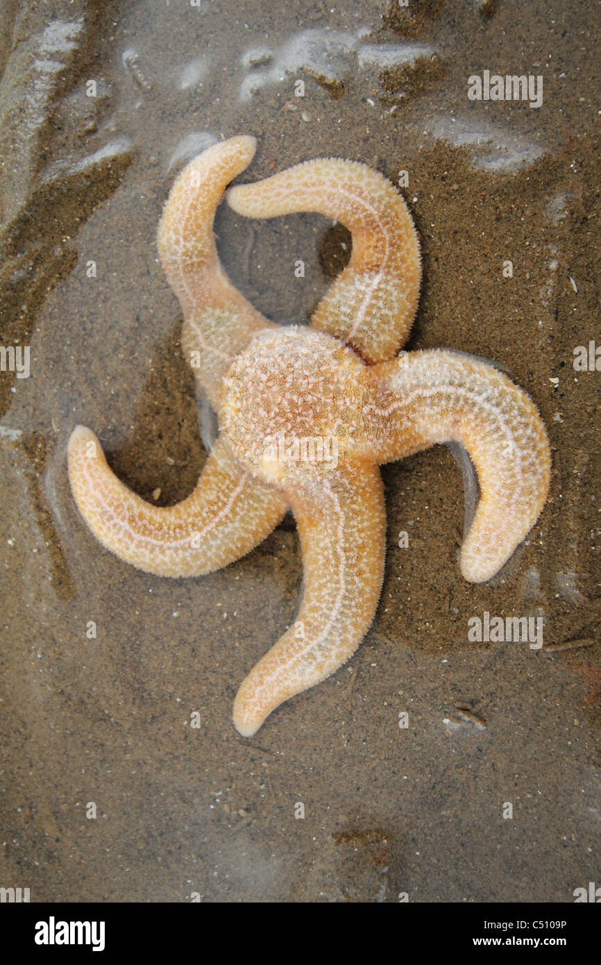 Common Starfish or Common Sea Star (Asterias rubens Stock Photo - Alamy