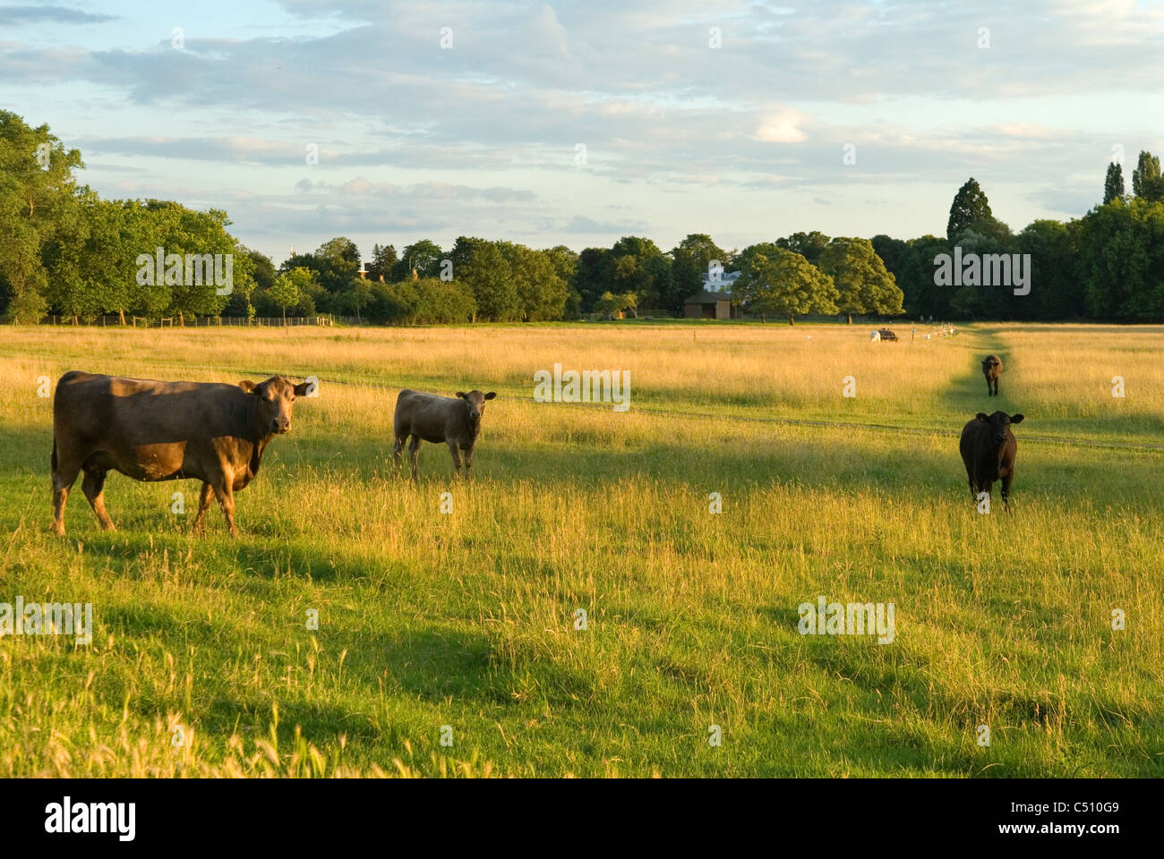 Petersham meadows cows hi-res stock photography and images - Alamy