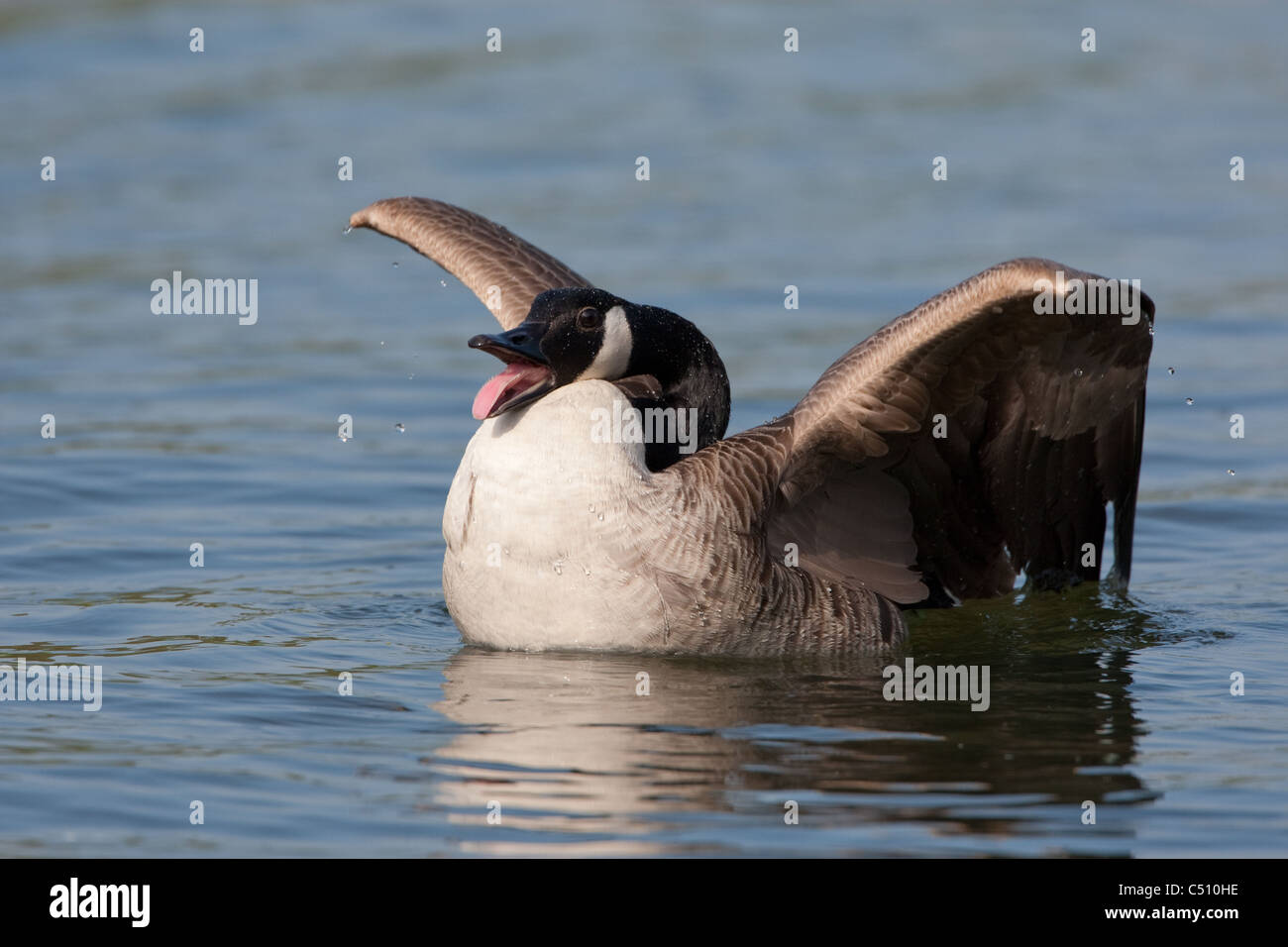 Canada Black goose preening and bathing Stock Photo - Alamy