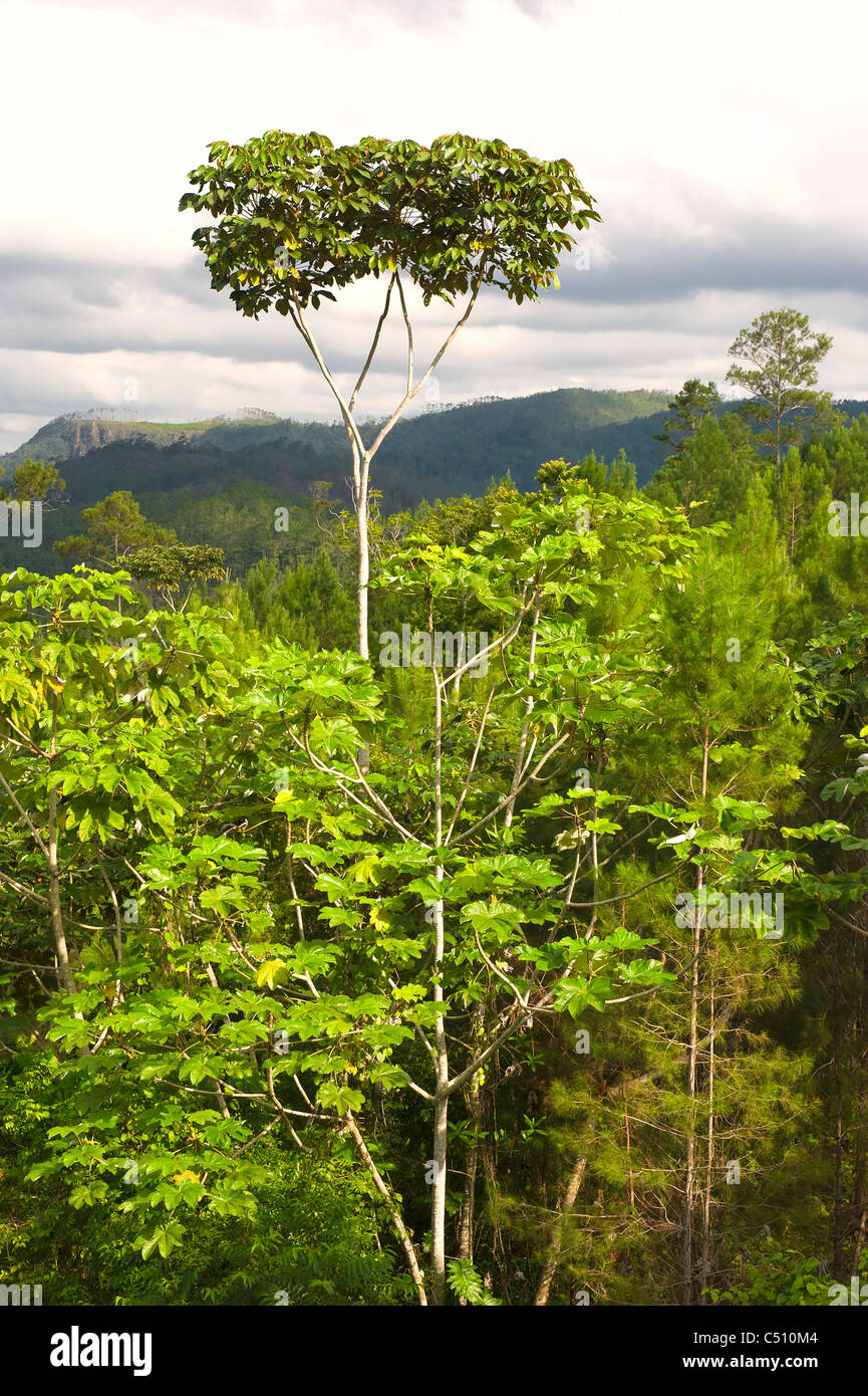 Landscape between Guantanamo and Baracoa, Guantanamo province, Cuba ...