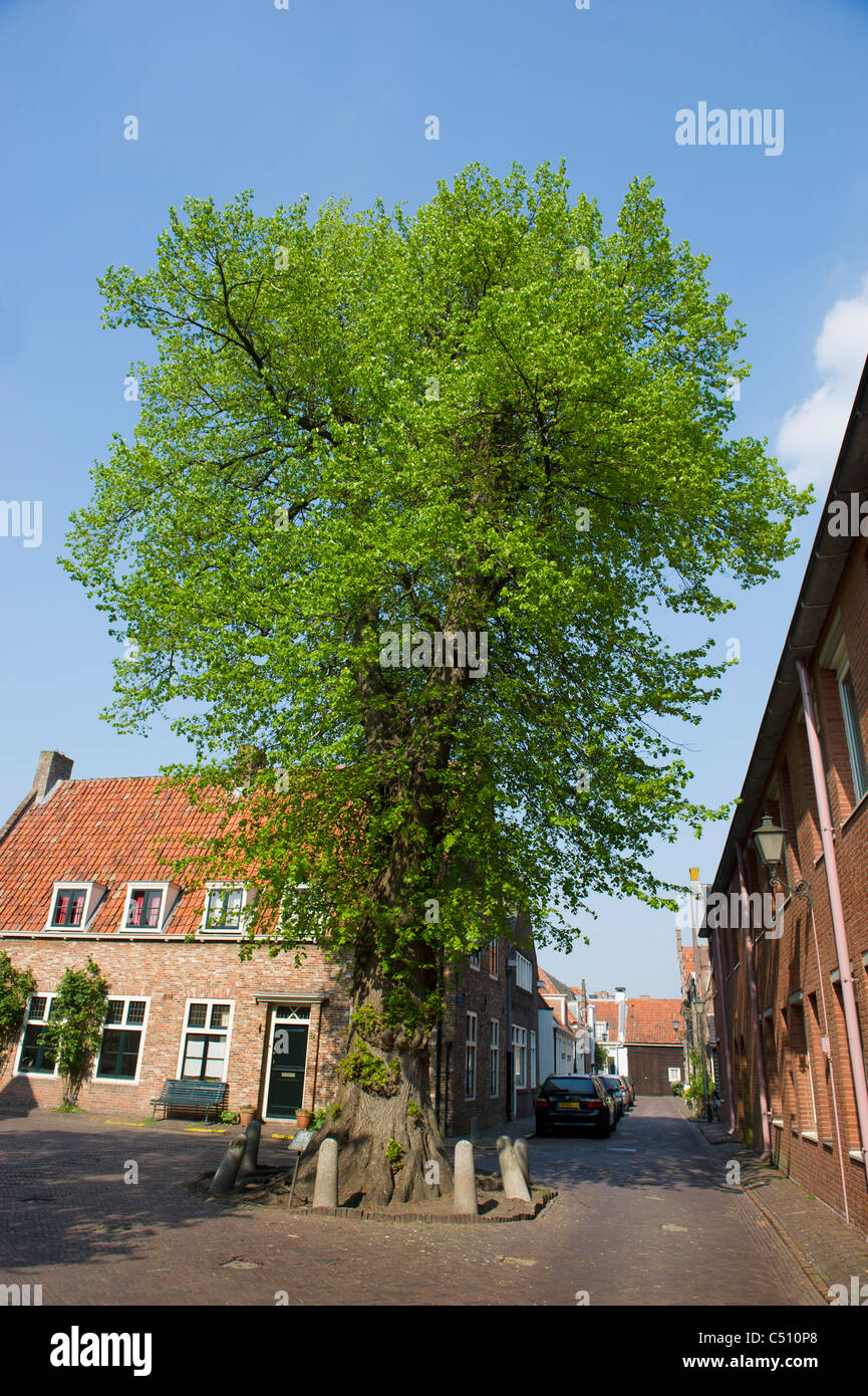 Famous Tilia tree Stock Photo - Alamy