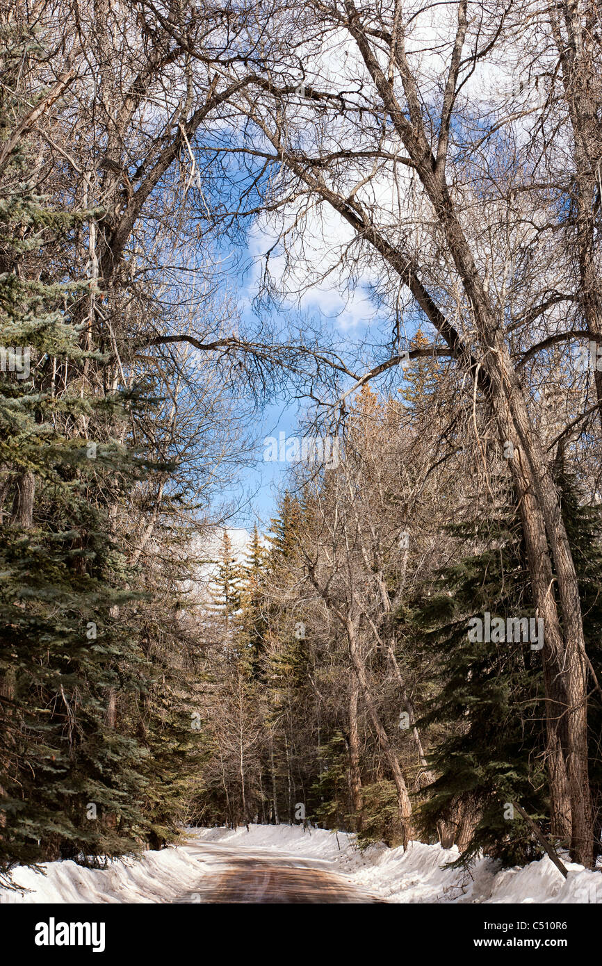 Tall trees overhanging road hi-res stock photography and images - Alamy