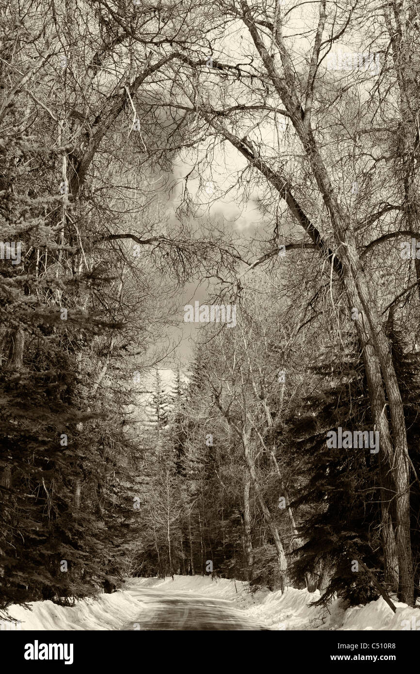 beautiful soothing Sepia black and white panorama winter scenic of ...