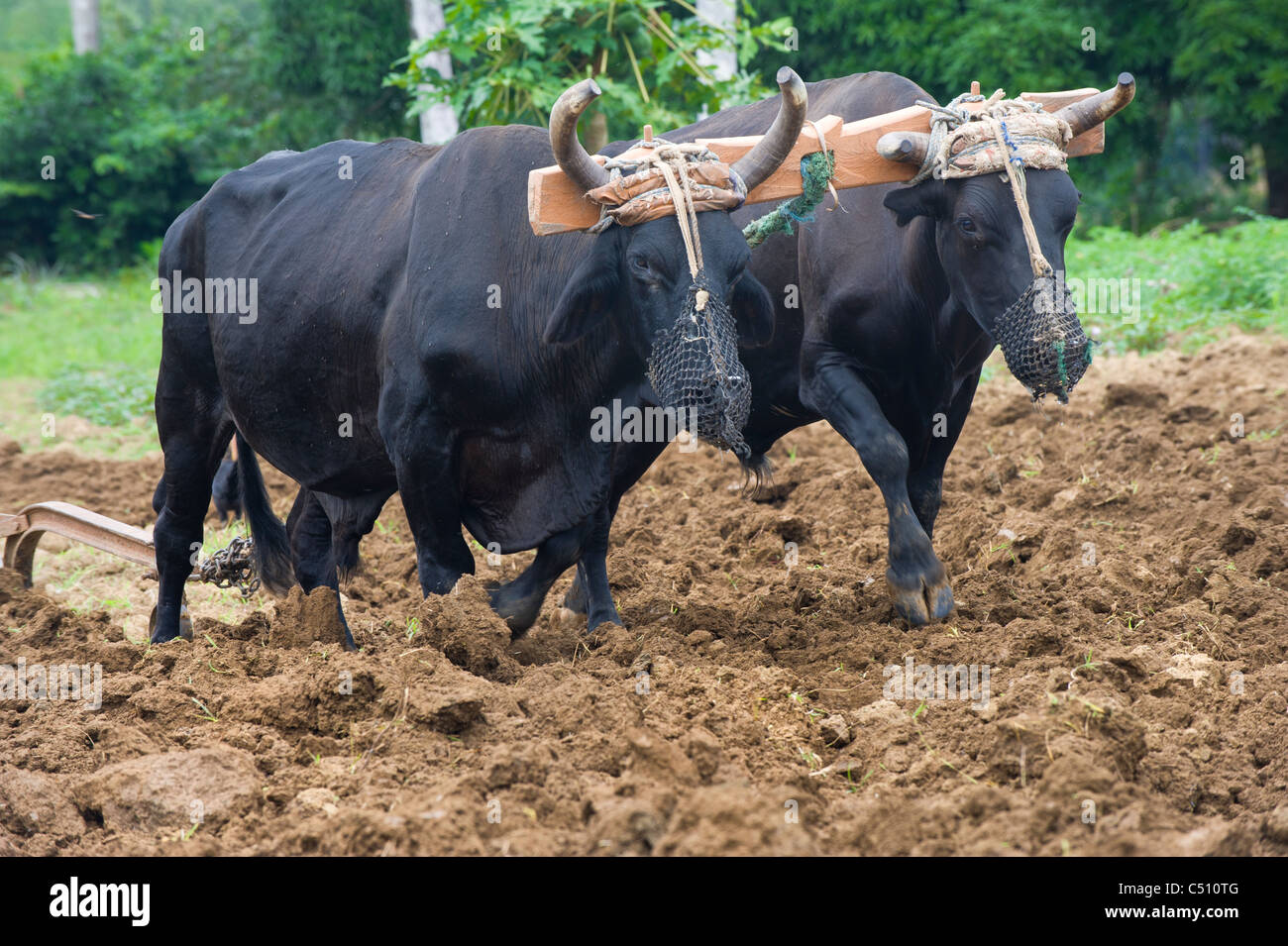 Tilling Land High Resolution Stock Photography and Images - Alamy