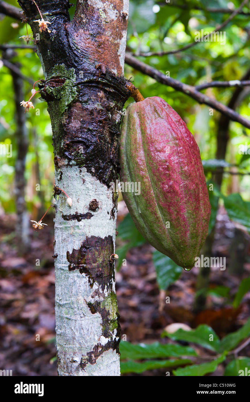 Cacao pod exterior hi-res stock photography and images - Alamy