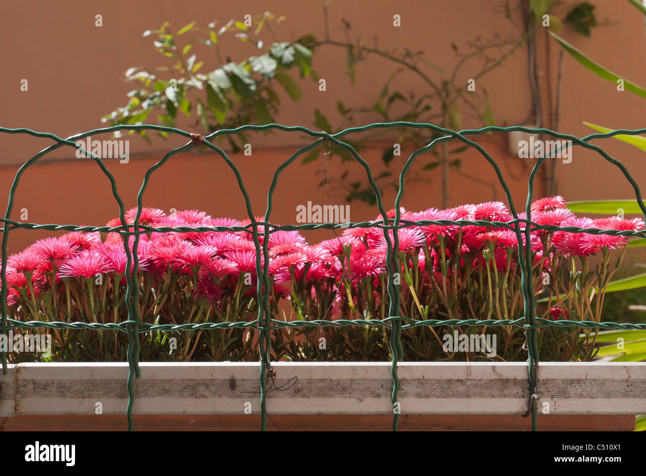 Closeup of colorful pink flowers in flower box with wire enclosure in ...