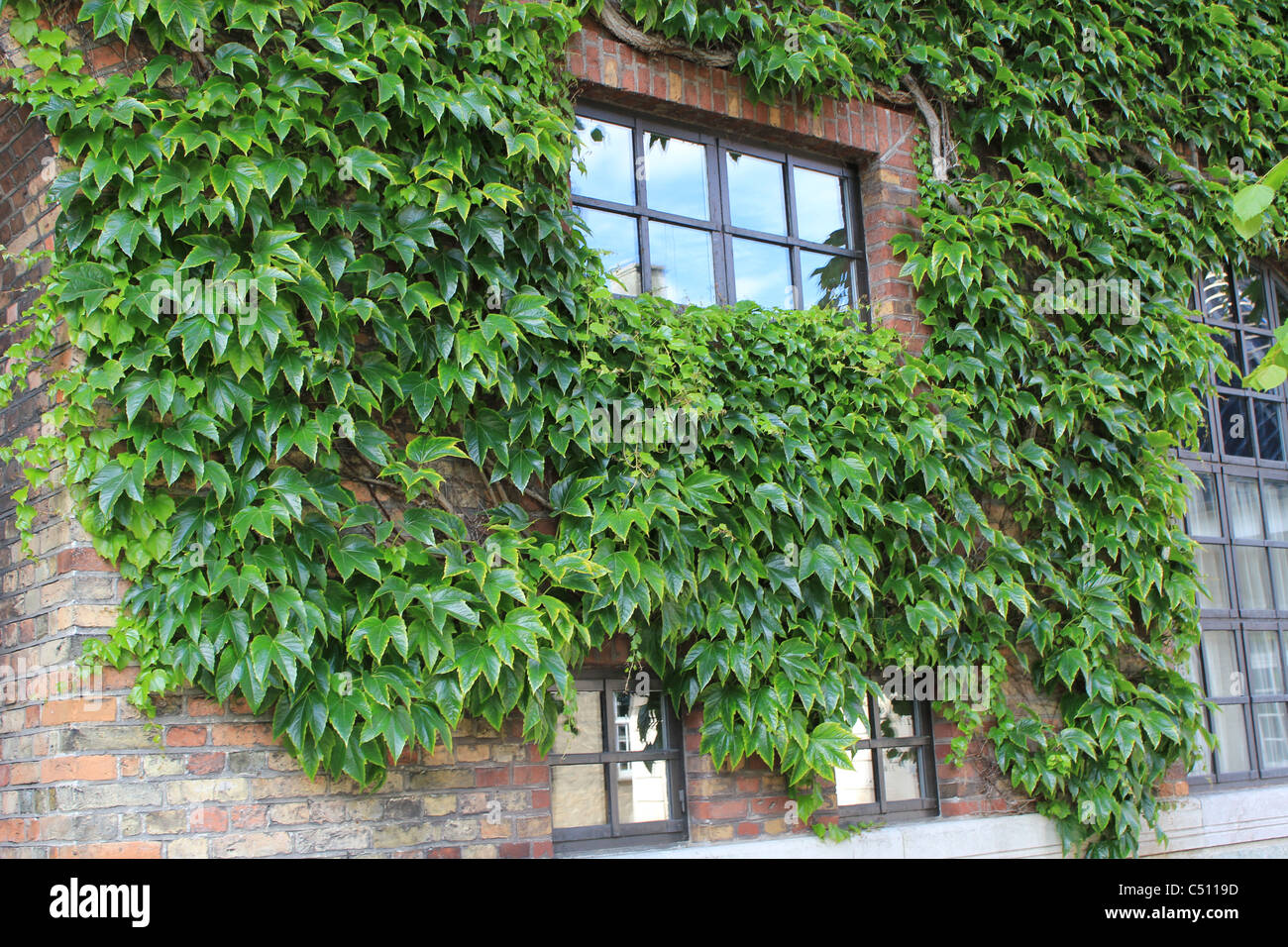 Ivy Growing Around Window High Resolution Stock Photography and Images ...