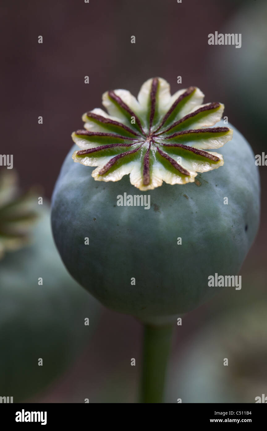 Poppy seed casing on stem Stock Photo - Alamy