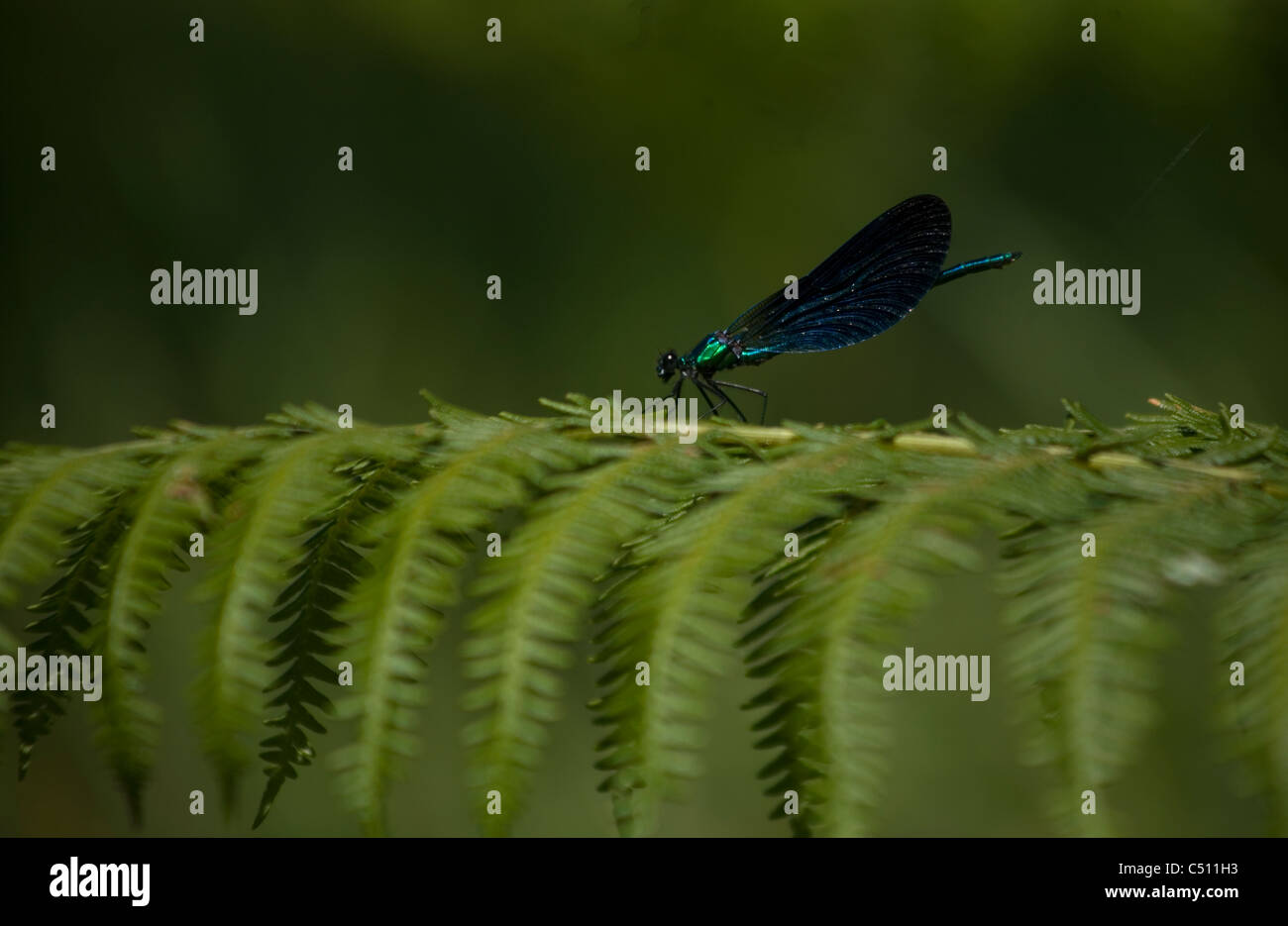 A blue dragonfly perchs in a green plant in the French Way of St. James ...