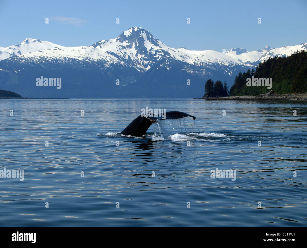 Humpback whale juneau alaska hi-res stock photography and images - Alamy