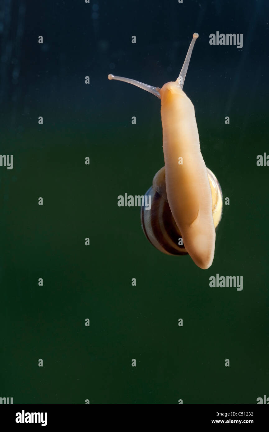 Ventral foot hi-res stock photography and images - Alamy