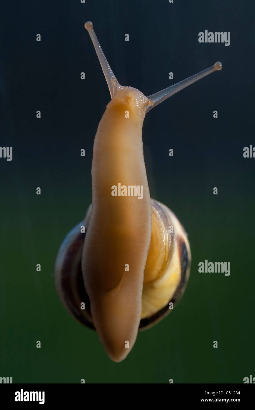 Liguus fasciatus hi-res stock photography and images - Alamy