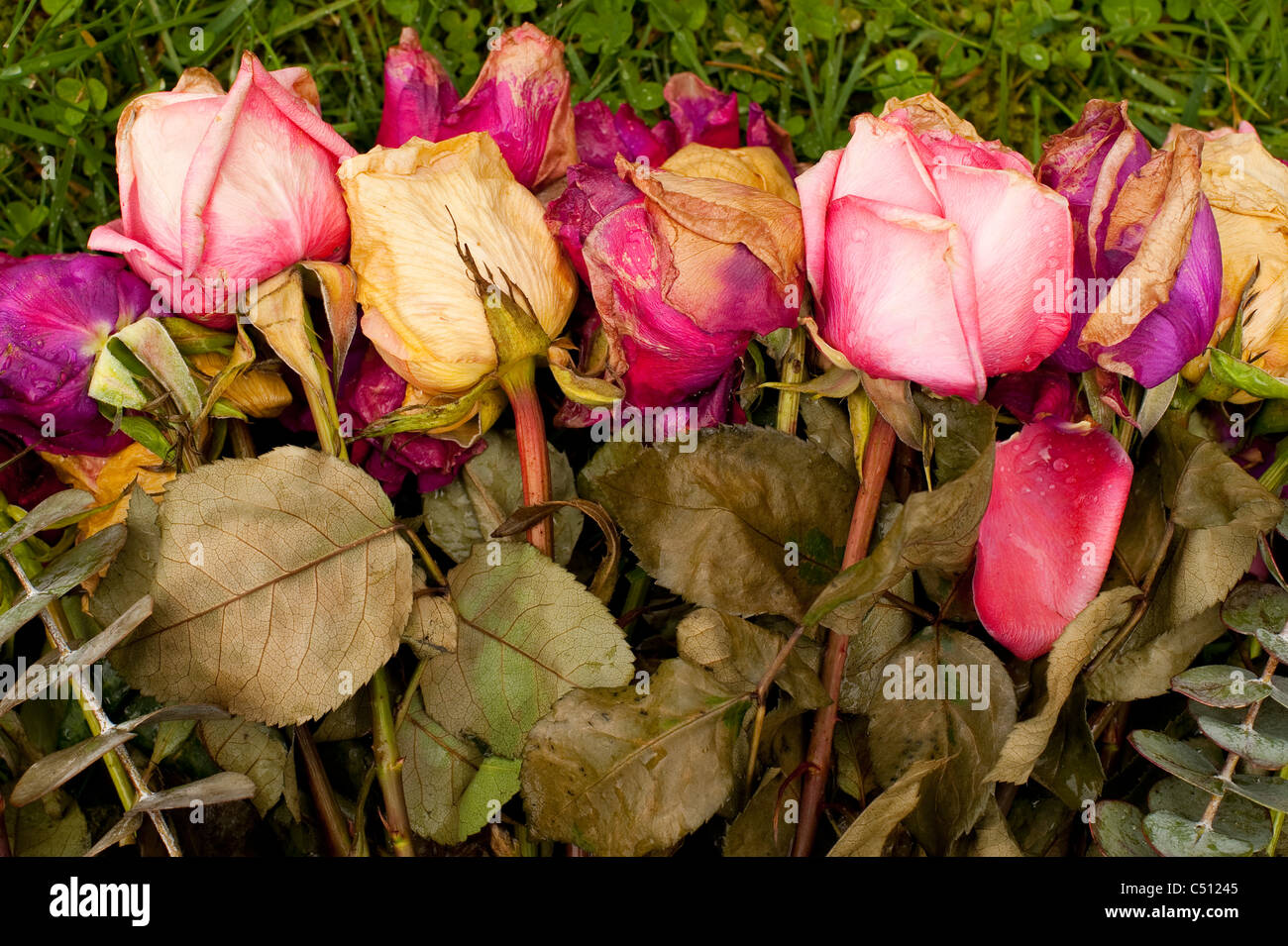 Decaying roses hi-res stock photography and images - Alamy