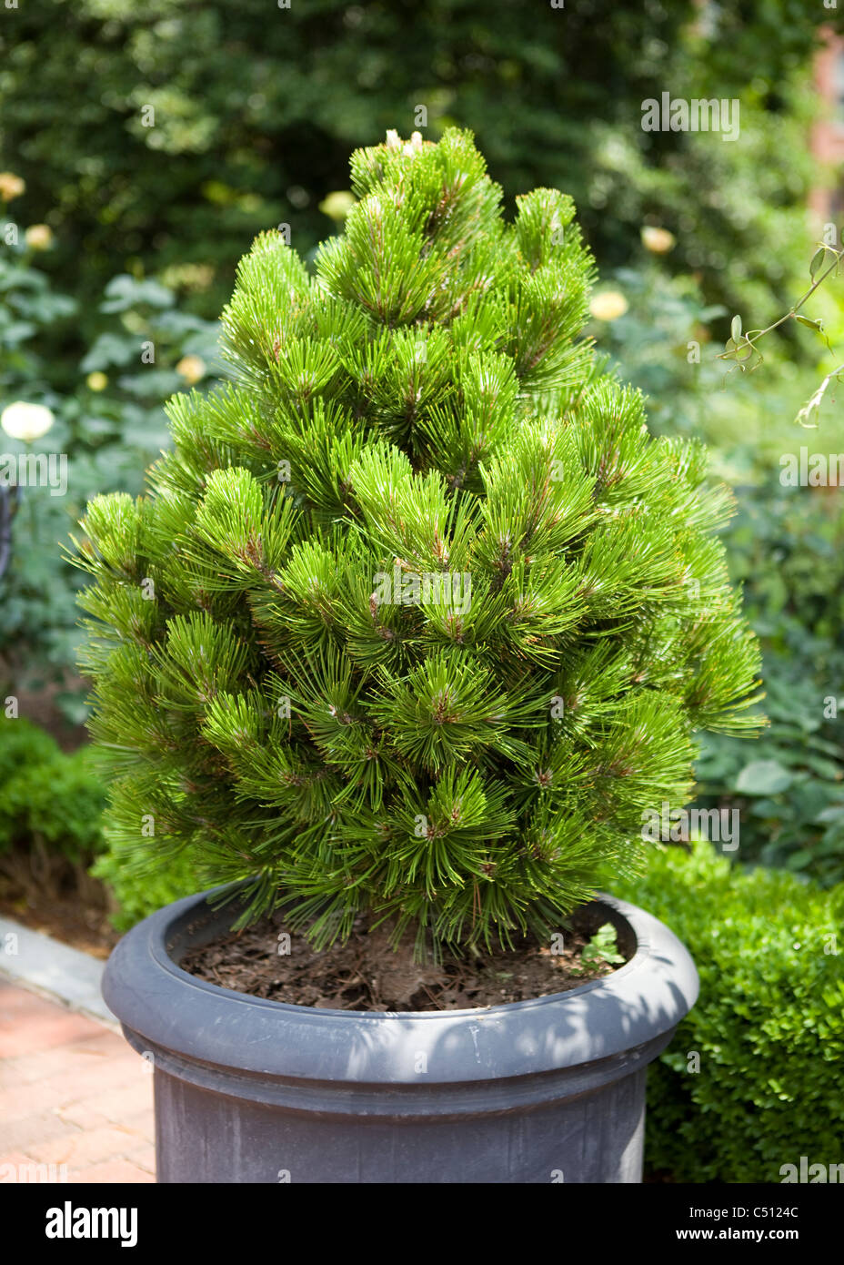 Small Japanese Red Pine tree in pot Stock Photo - Alamy