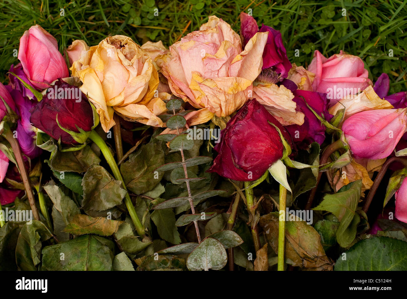 Decaying roses hi-res stock photography and images - Alamy