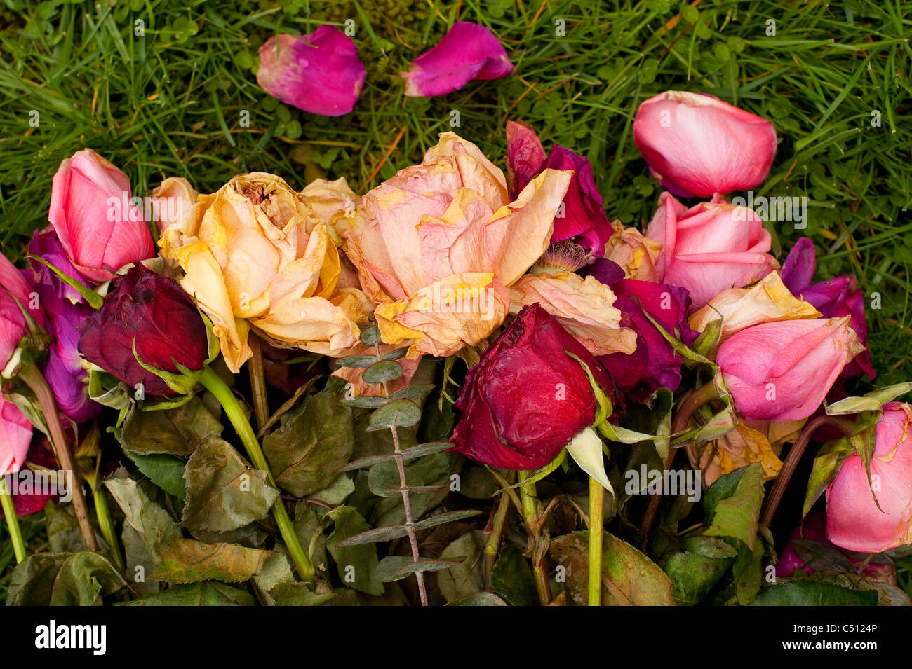 Roses decaying in a group on green grass Stock Photo - Alamy