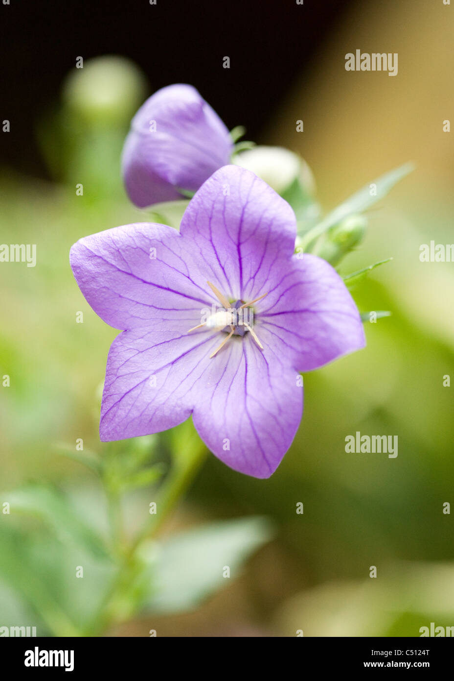 Balloon flower plant Platycodon grandiflorus Stock Photo - Alamy