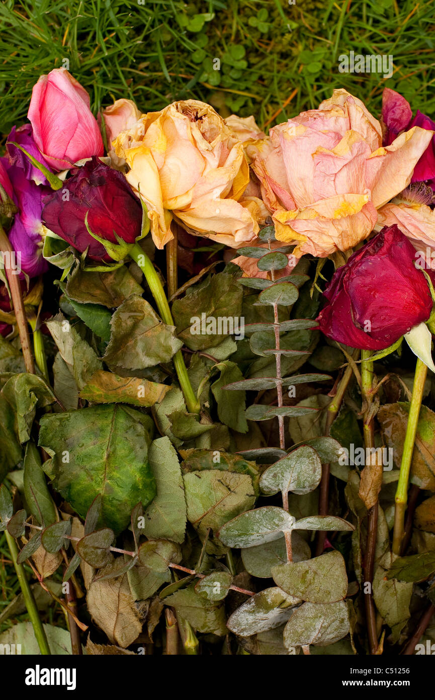 Roses decaying in a group on green grass Stock Photo - Alamy