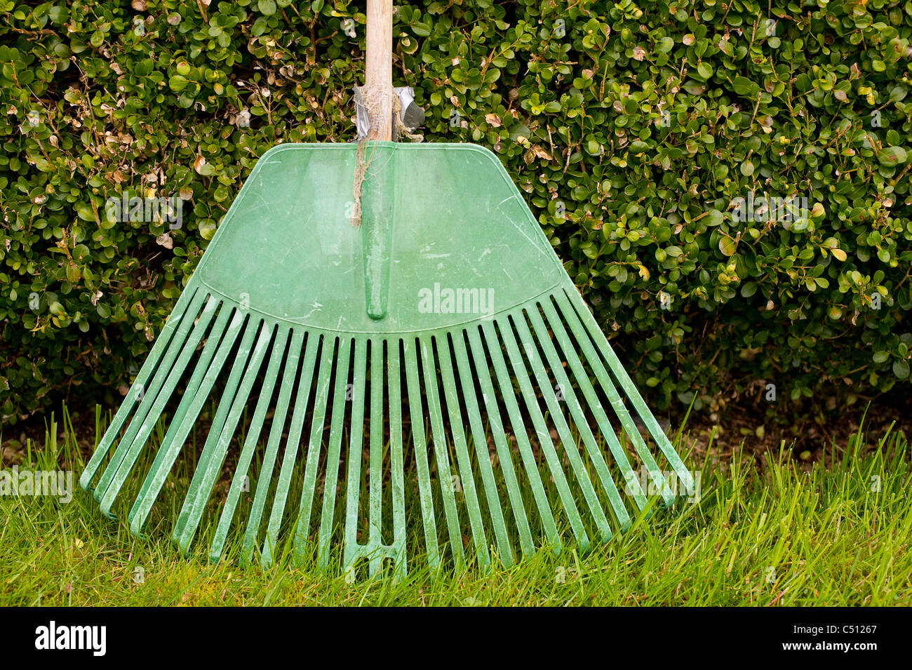 Green rake leaning against green hedge in backyard Stock Photo - Alamy
