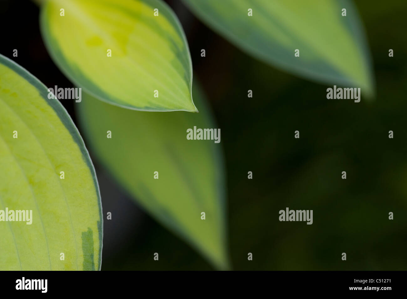 June Plantain Lily close ups Stock Photo - Alamy