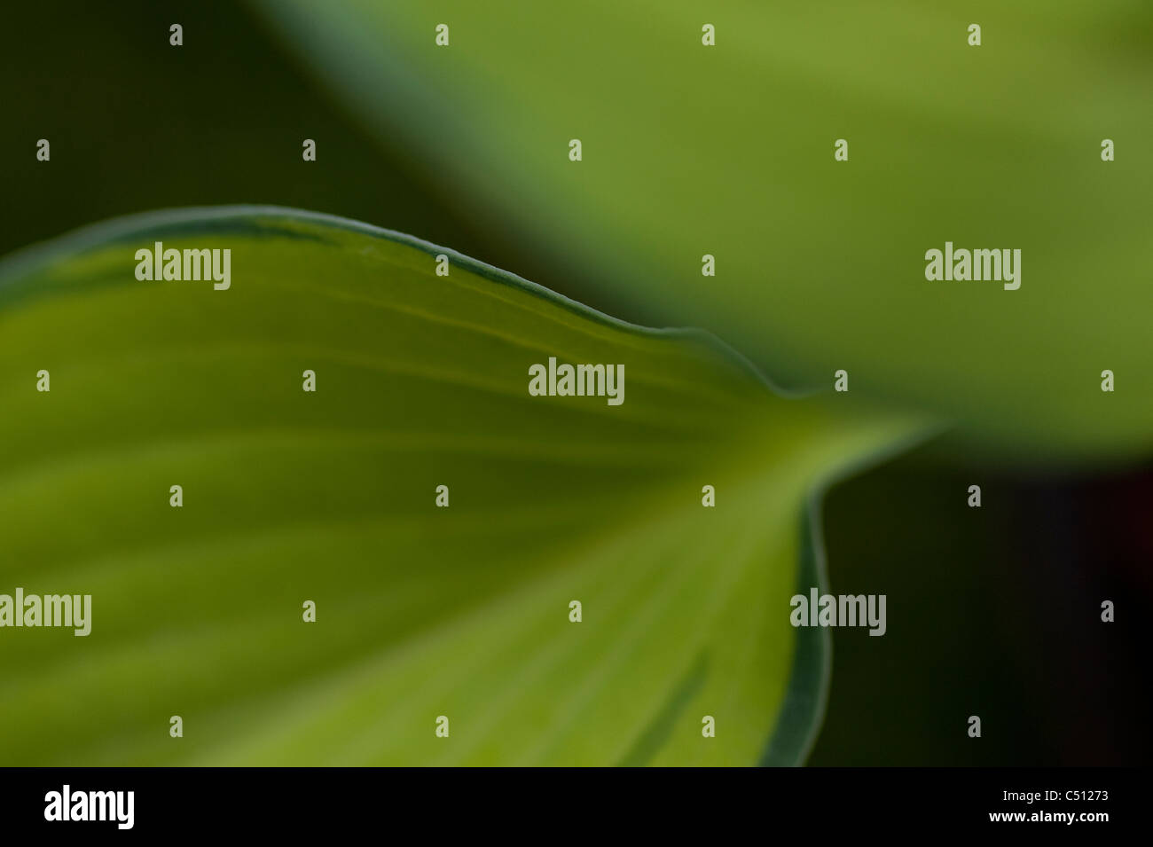 June Plantain Lily close ups Stock Photo - Alamy