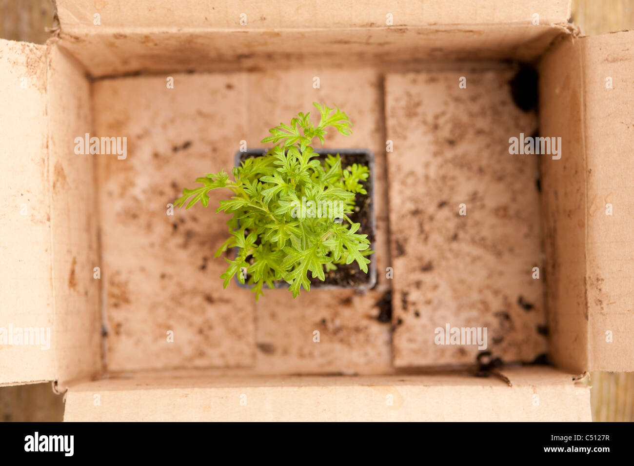 Verbena lavender hi-res stock photography and images - Alamy