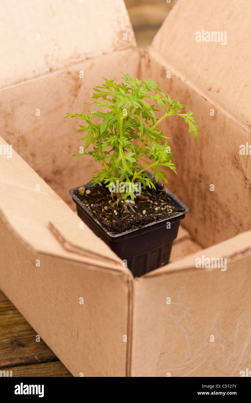 Verbena container hi-res stock photography and images - Alamy