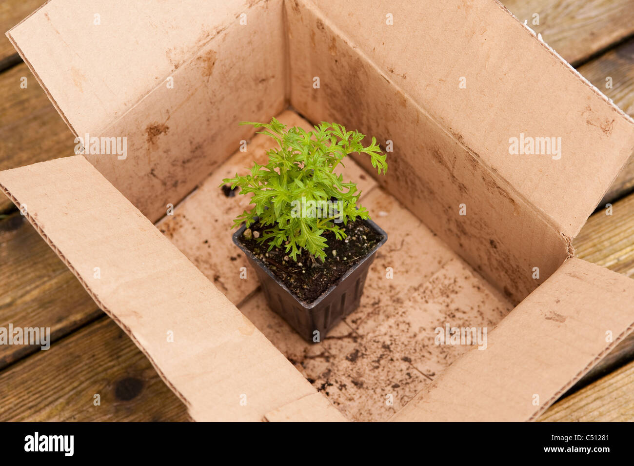 Verbena, Veralena Fancy Lavender flower in a box Stock Photo - Alamy