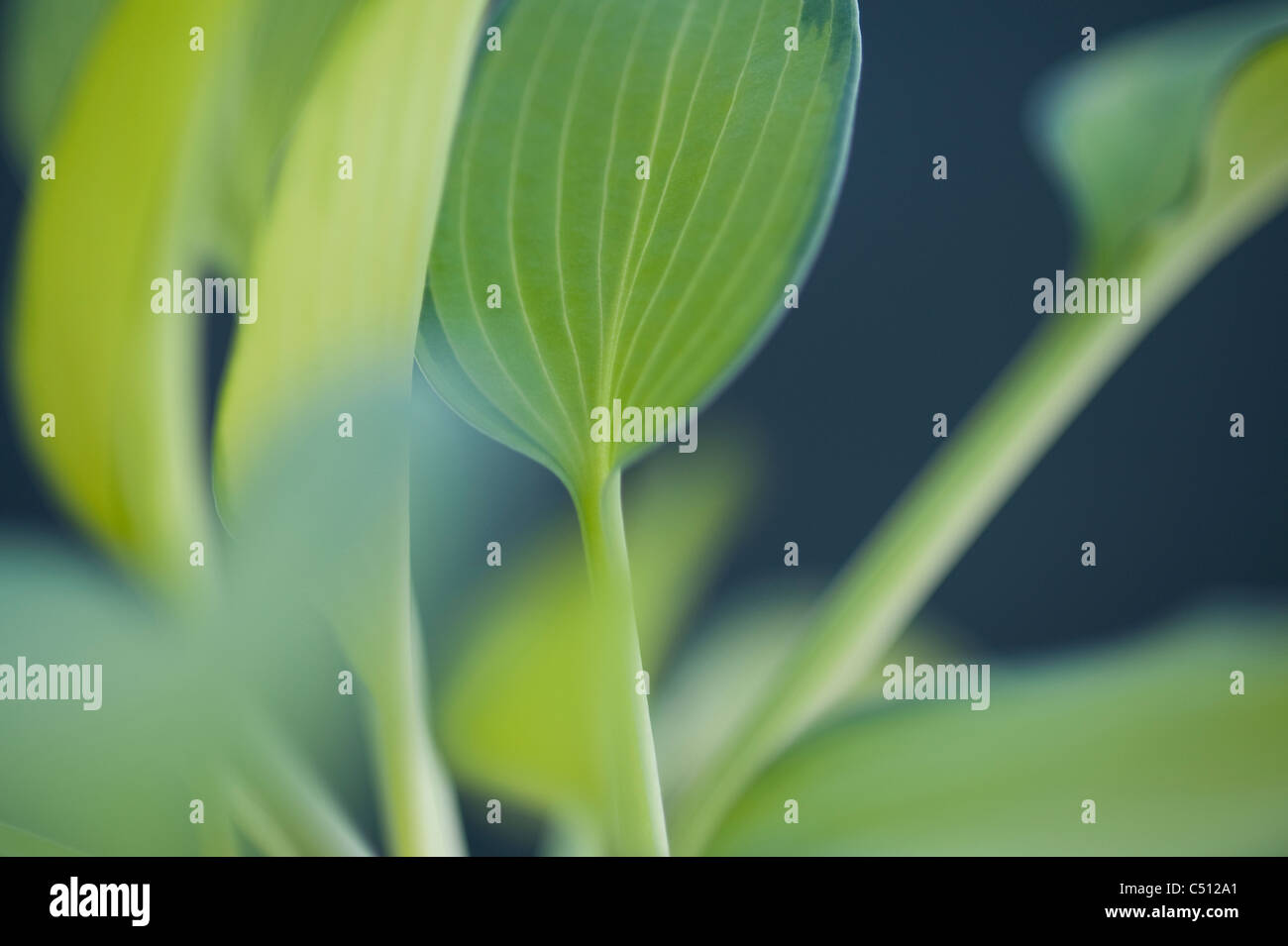June Plantain Lily close ups Stock Photo - Alamy