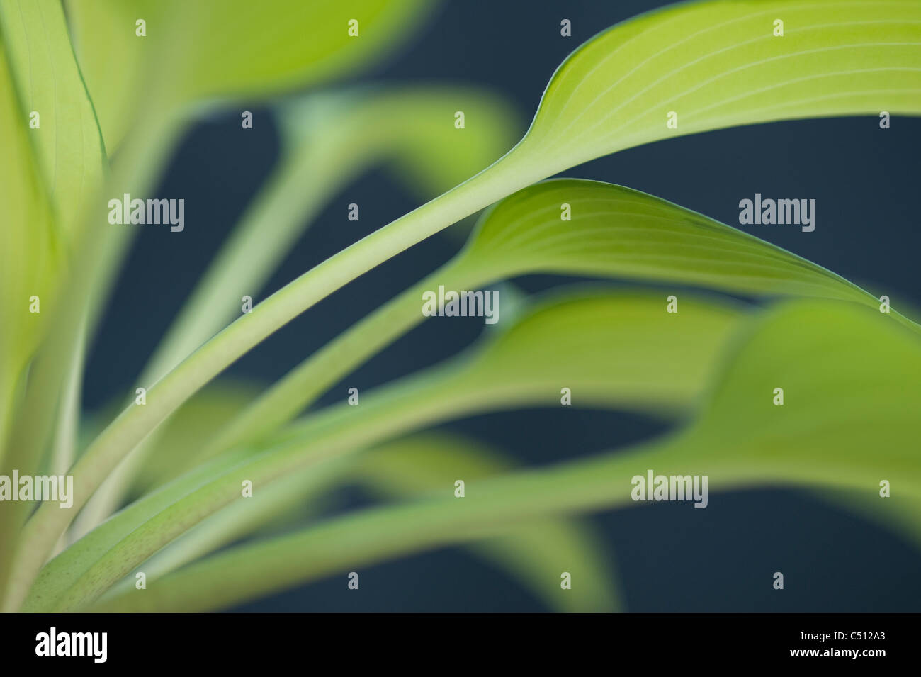 June Plantain Lily close ups Stock Photo - Alamy