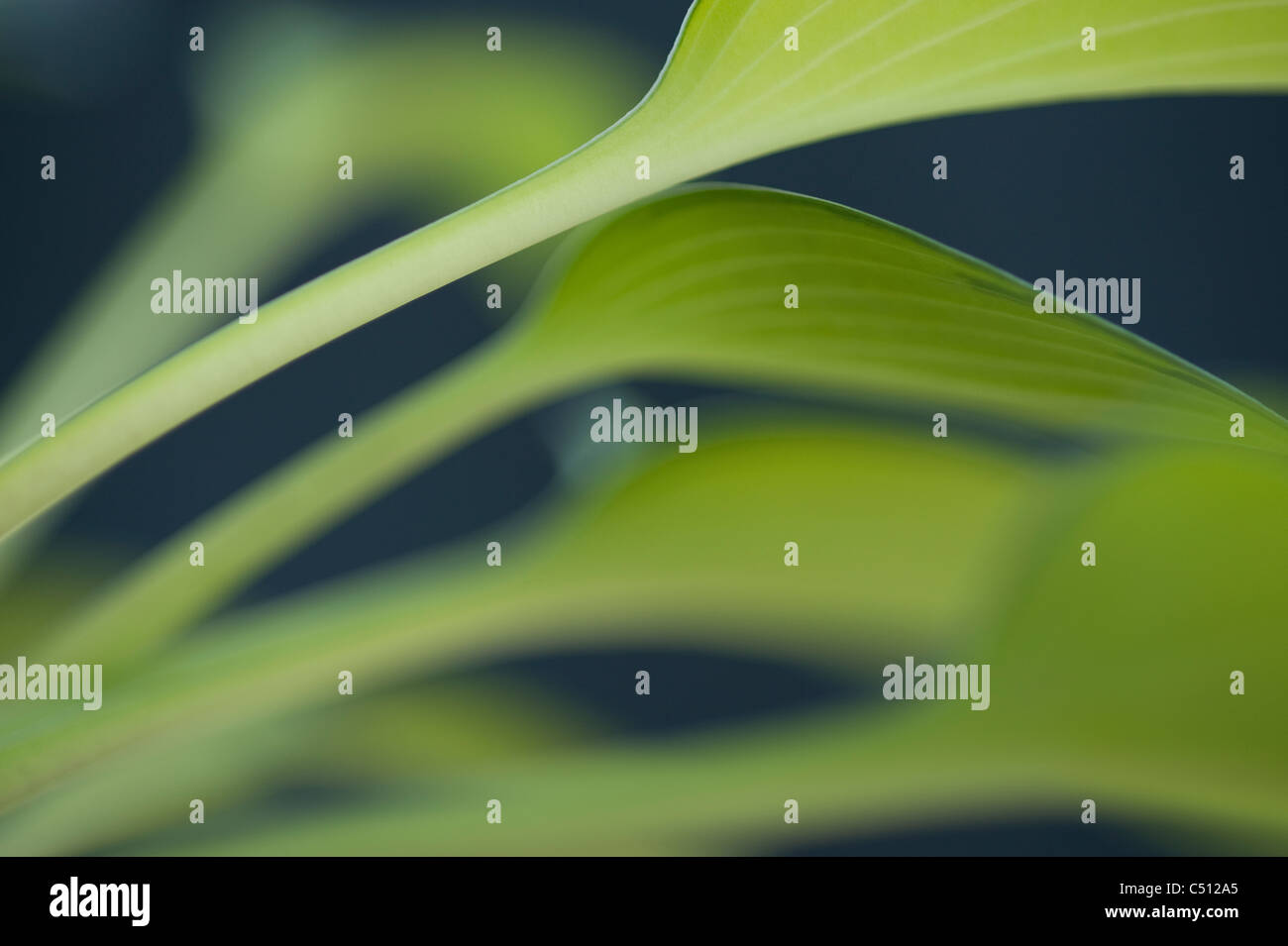 June Plantain Lily close ups Stock Photo - Alamy