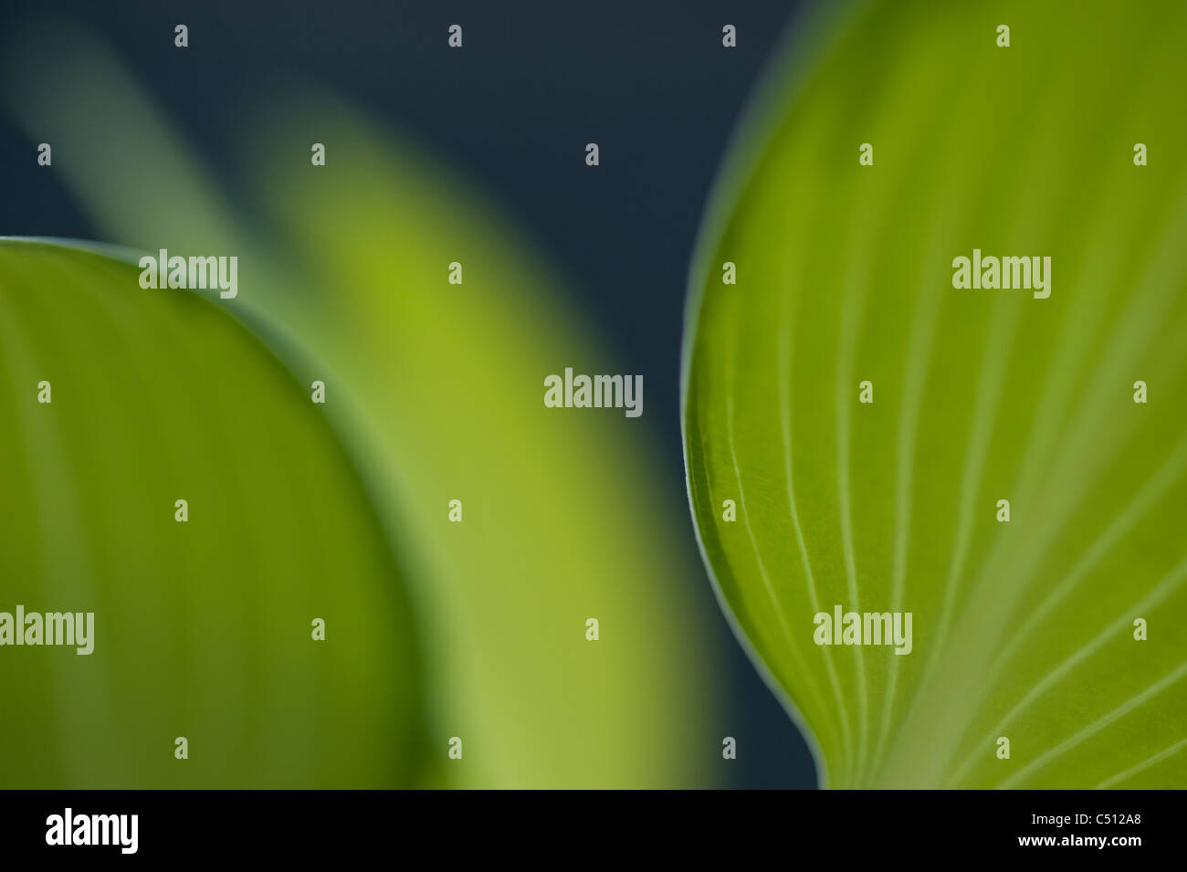 Plantain lily june hi-res stock photography and images - Alamy