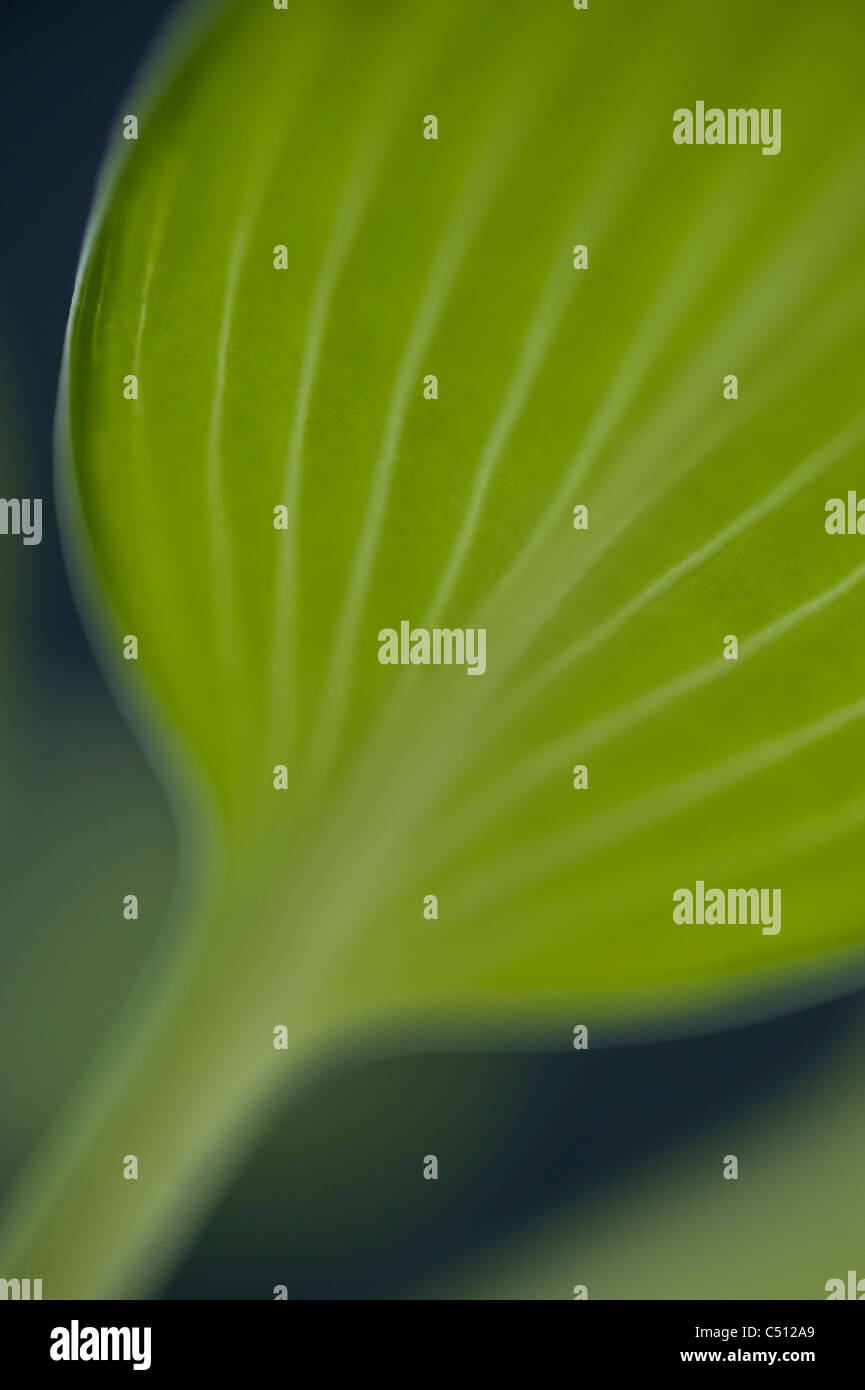 June Plantain Lily close ups Stock Photo - Alamy