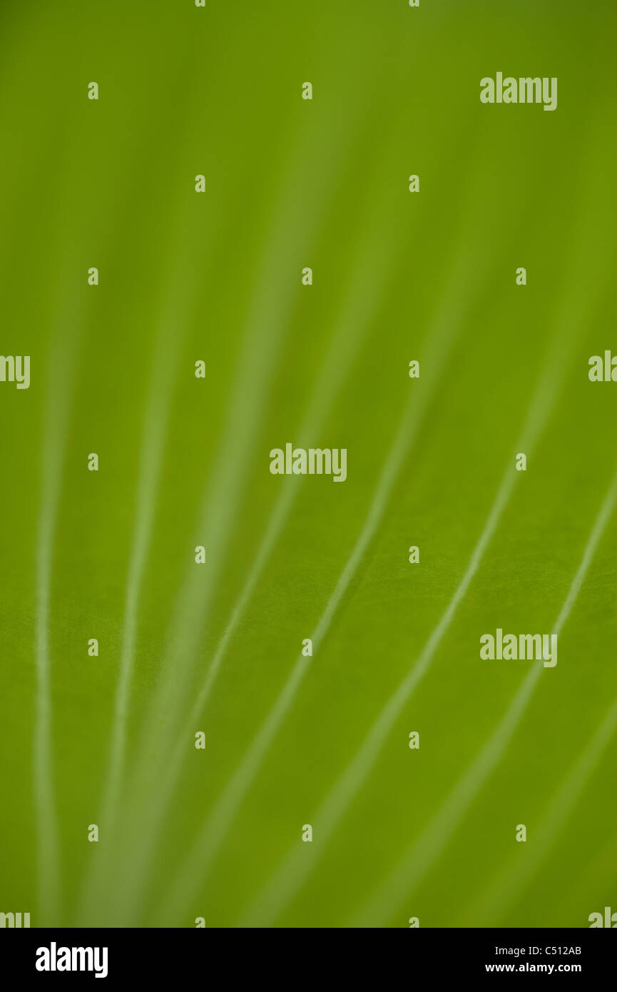 June Plantain Lily close ups Stock Photo - Alamy