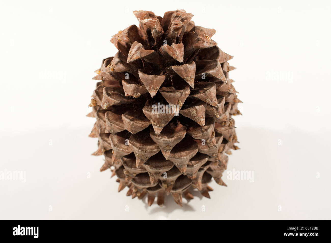 Large Pine Cone from a Sequoia Redwood tree indoor studio image Stock ...