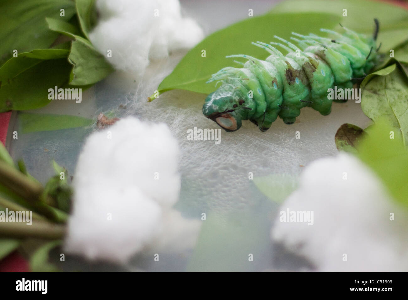 Atlas moth cocoon hi-res stock photography and images - Alamy