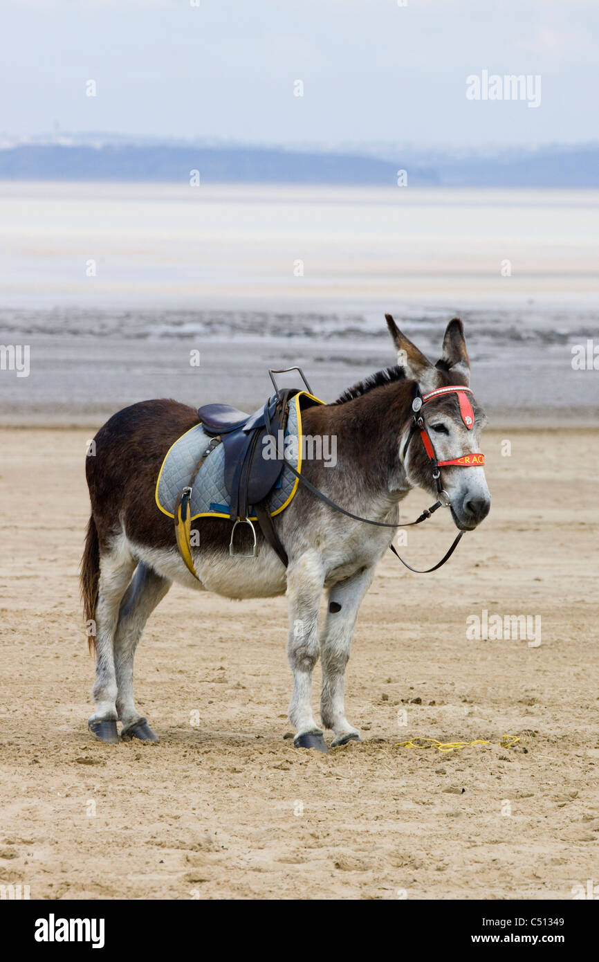 Equus africanus asinus Donkey on the beach traditional English seaside ...