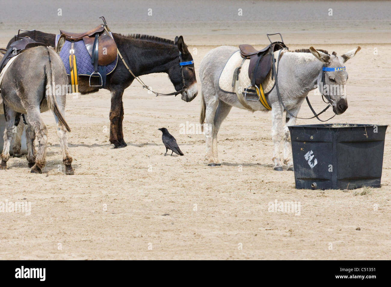 Equus africanus asinus Donkey on the beach traditional English seaside ...