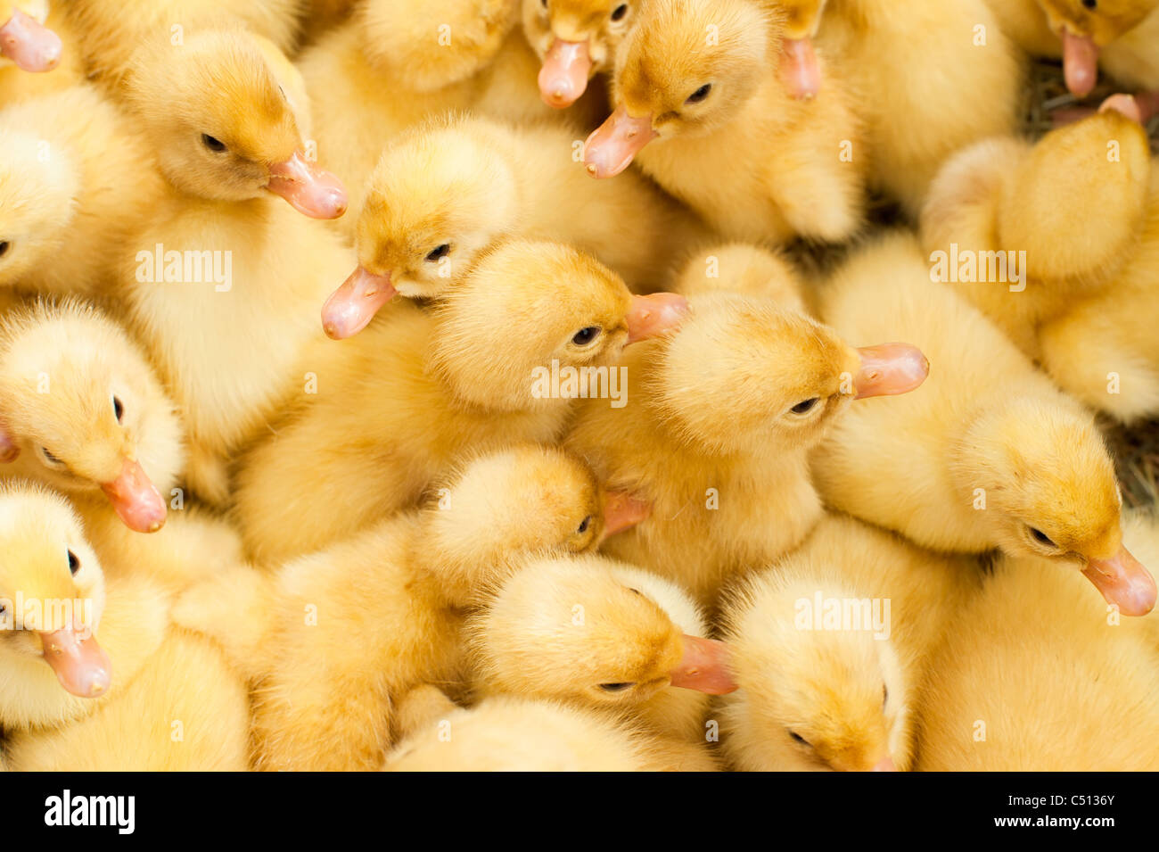 Group of small cute ducklings inside box Stock Photo - Alamy