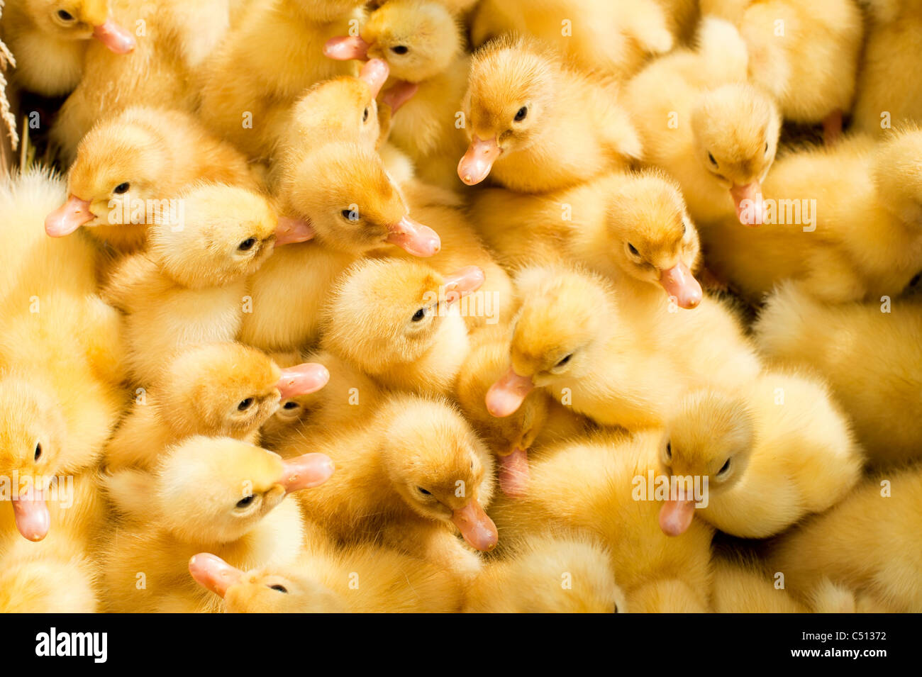 Group of small cute ducklings inside box Stock Photo - Alamy