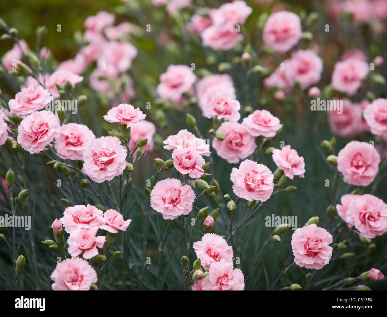 Growing carnations hi-res stock photography and images - Alamy