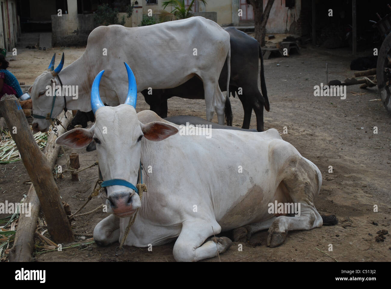 group of bullock Stock Photo - Alamy