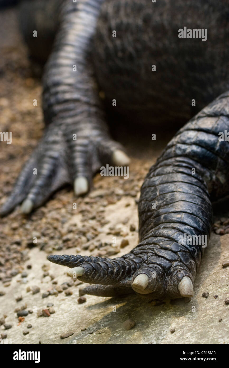 Alligator anatomy hi-res stock photography and images - Alamy