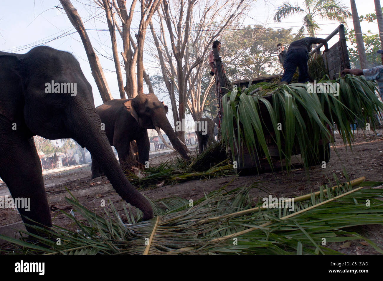 Indian elephants destruction hi-res stock photography and images - Alamy