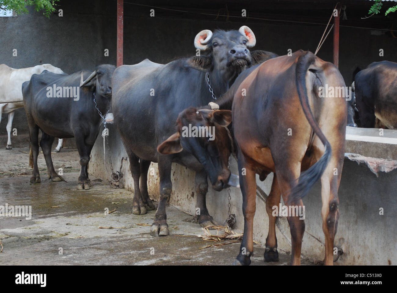 asian buffalo farm dairy Stock Photo - Alamy