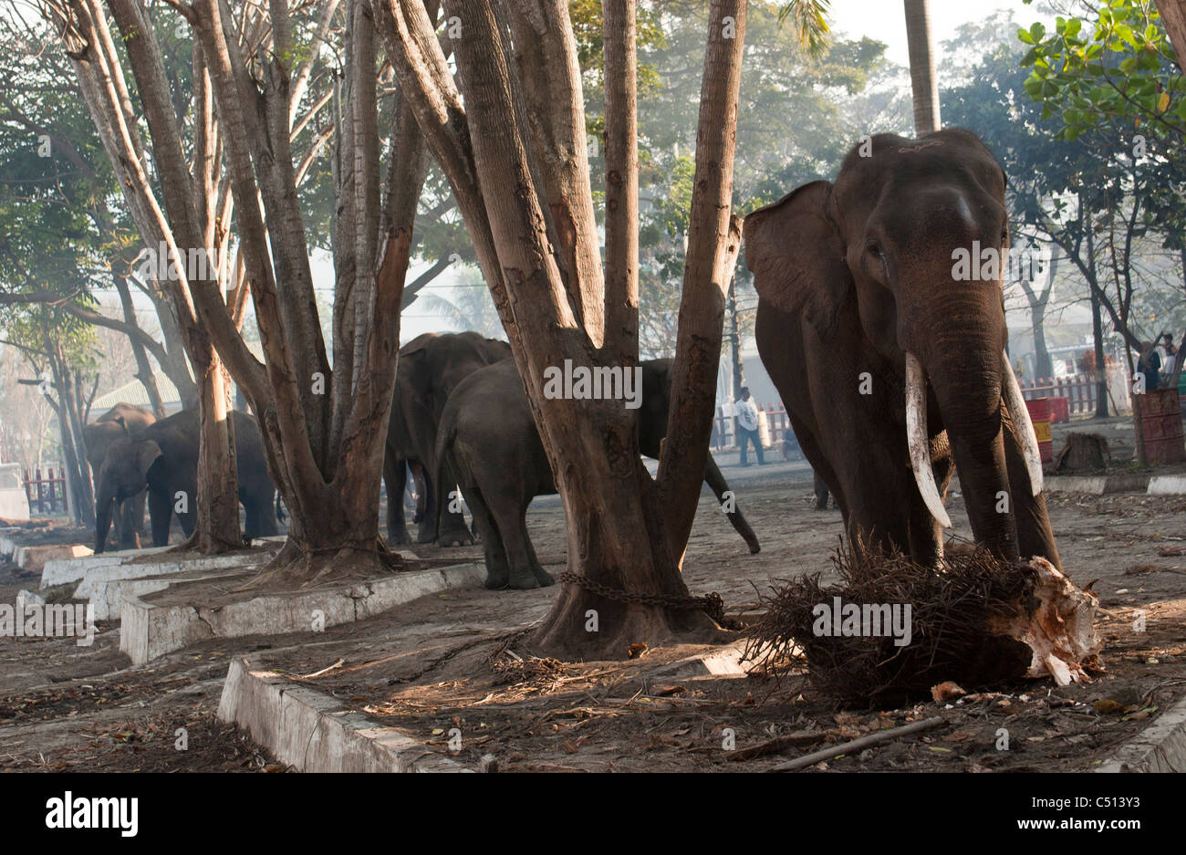 Indian elephants destruction hi-res stock photography and images - Alamy
