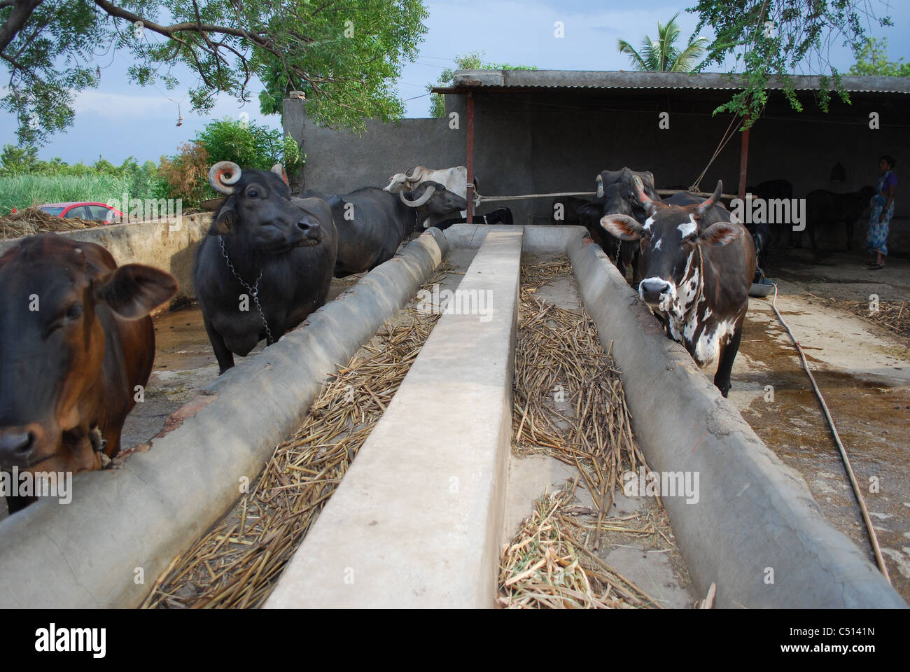 asian buffalo farm dairy Stock Photo - Alamy
